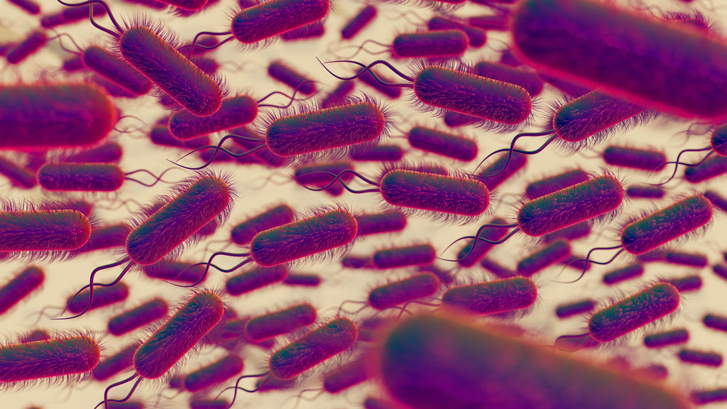 Could A Bacteria Be Behind Your Bloating? Unmasking H. Pylori – Gutology
